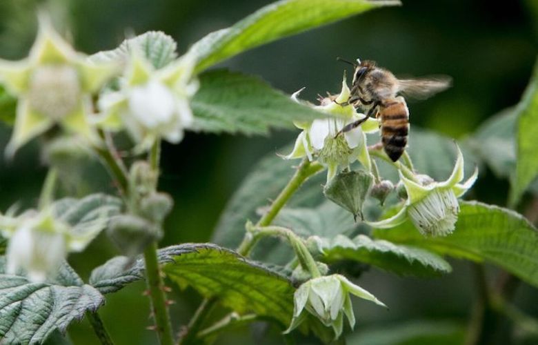 Berry Growers of Ontario elect chair | The Grower